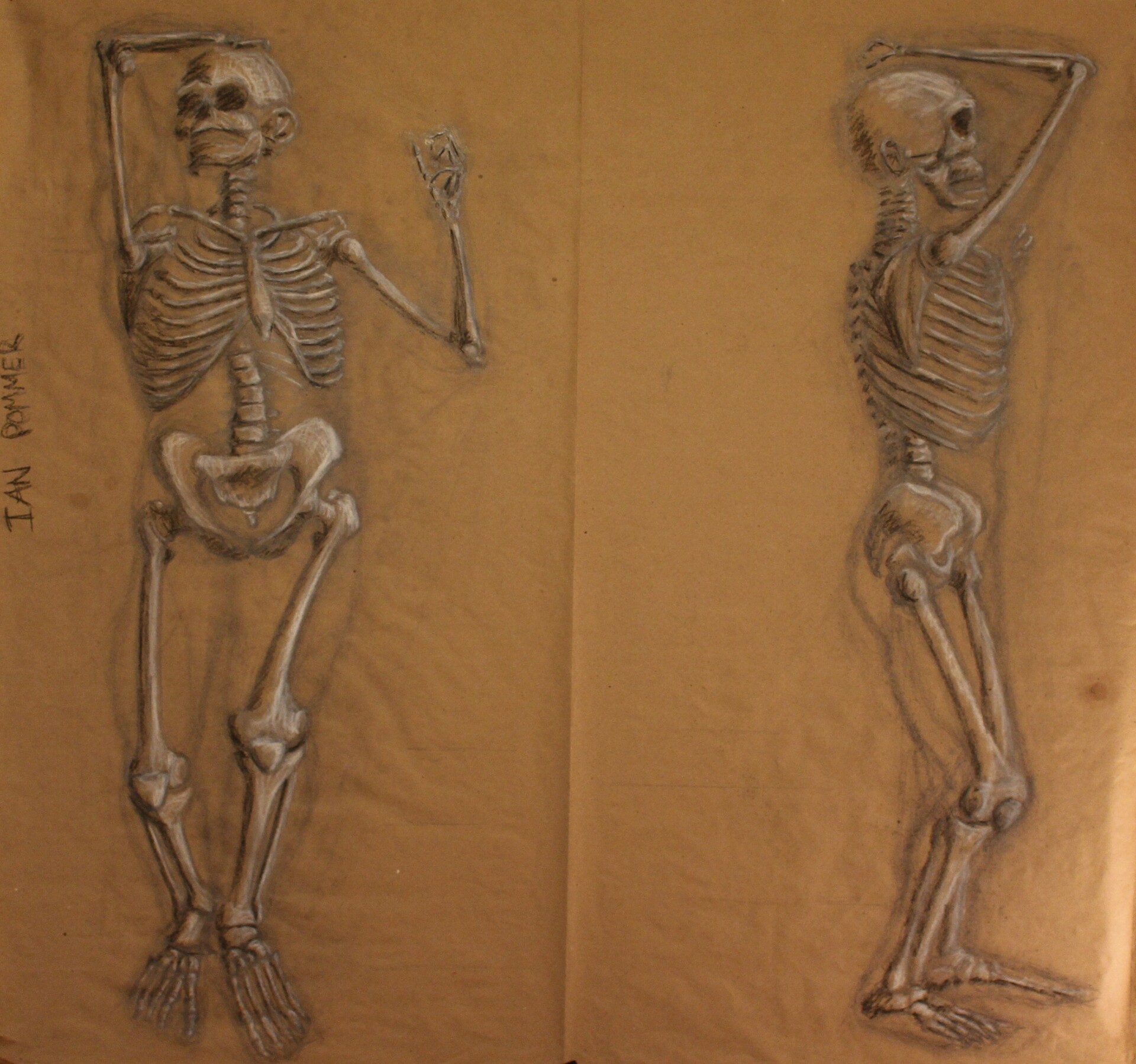 ArtStation - Full Body Bone Study (2014)