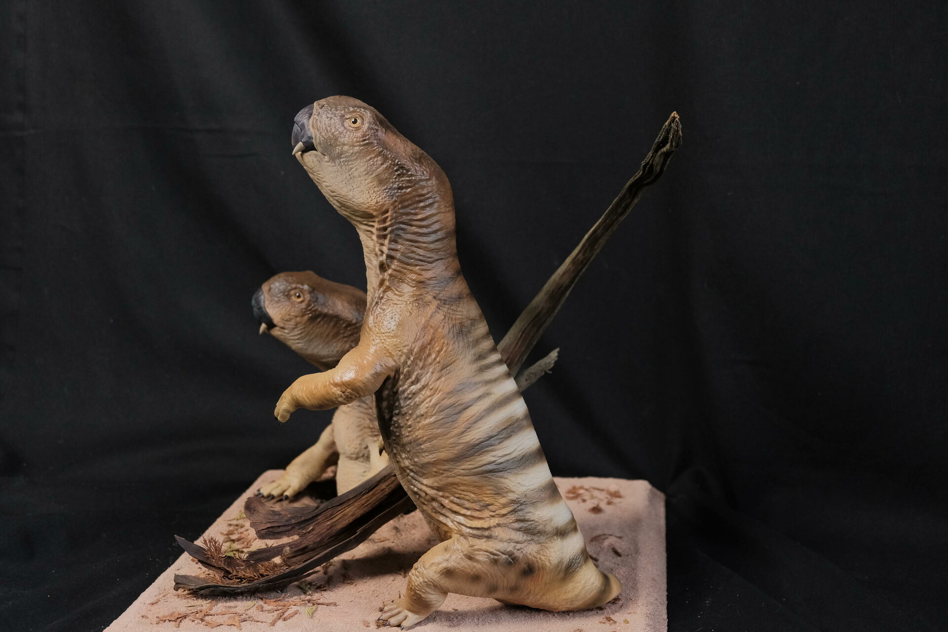 Simon Panek - Diictodon Diorama