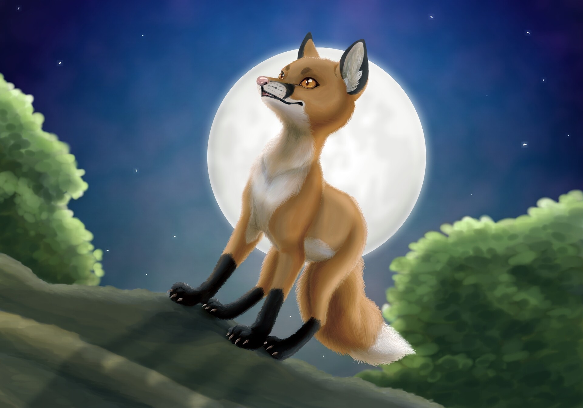ArtStation - Fox in the Night