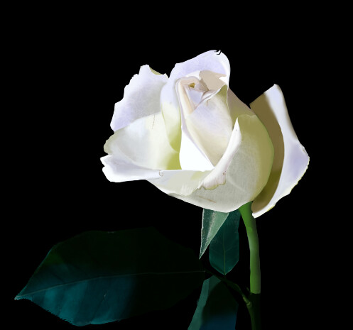 ArtStation - Study: White Rose