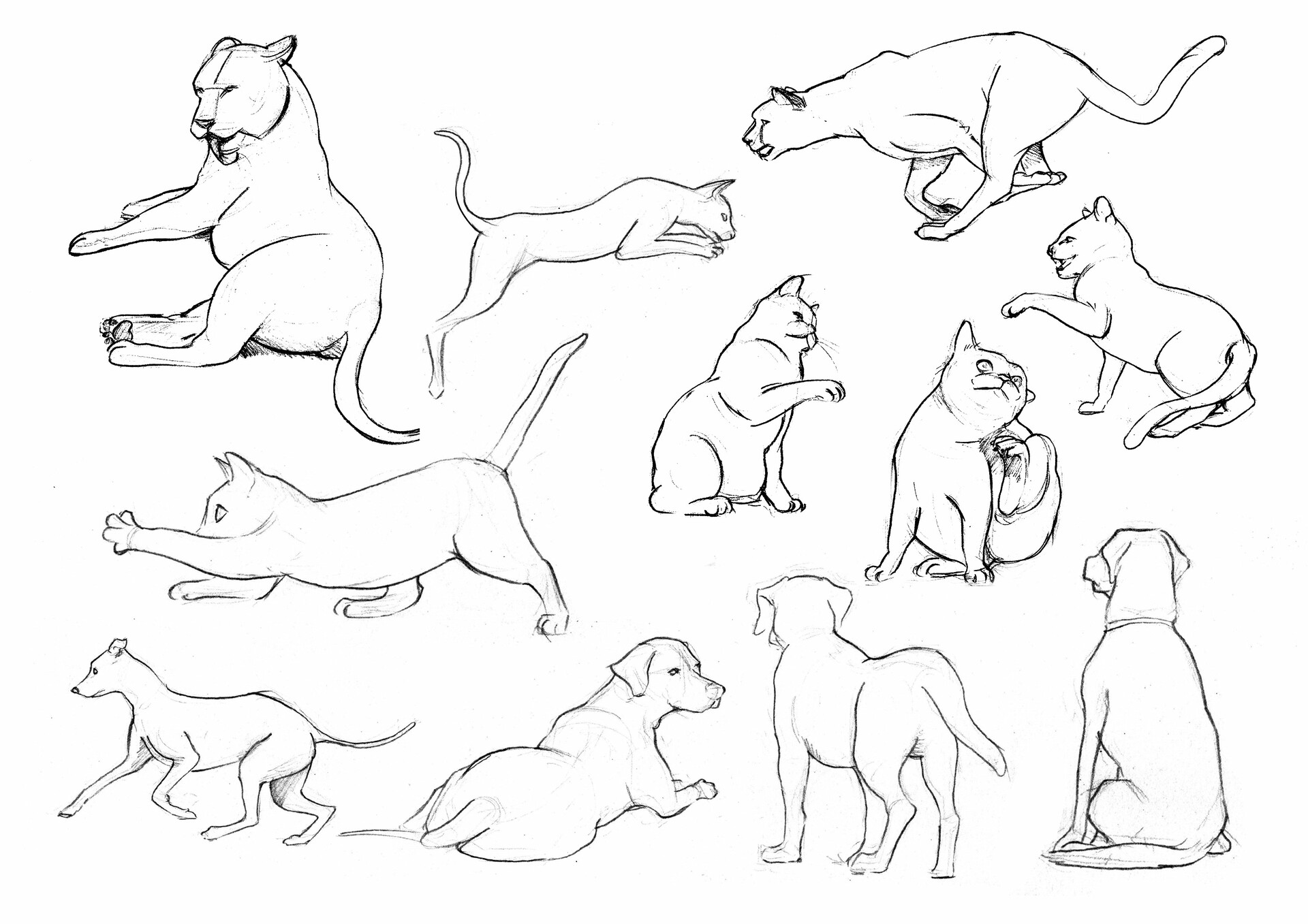 ArtStation - Animal Locomotion Sketches Compilation