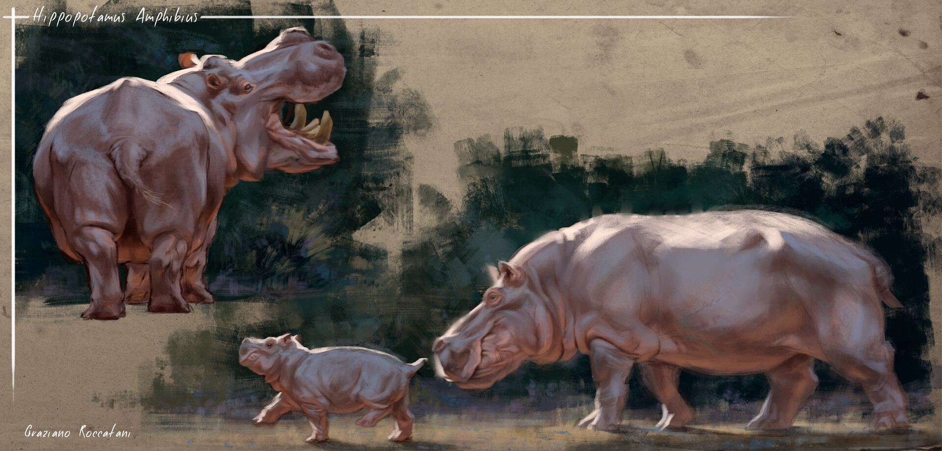 ArtStation - Hippo studies