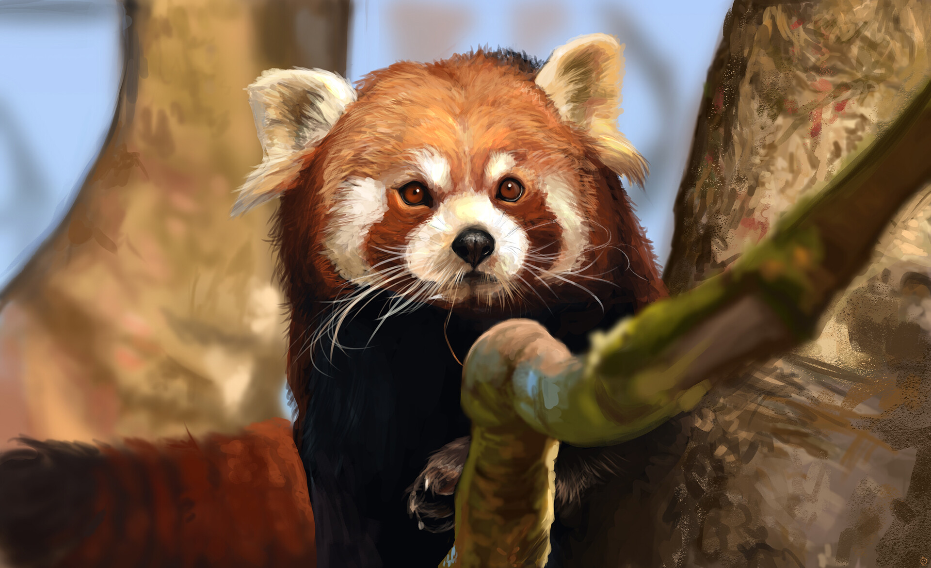 Panda Roux Deviantart