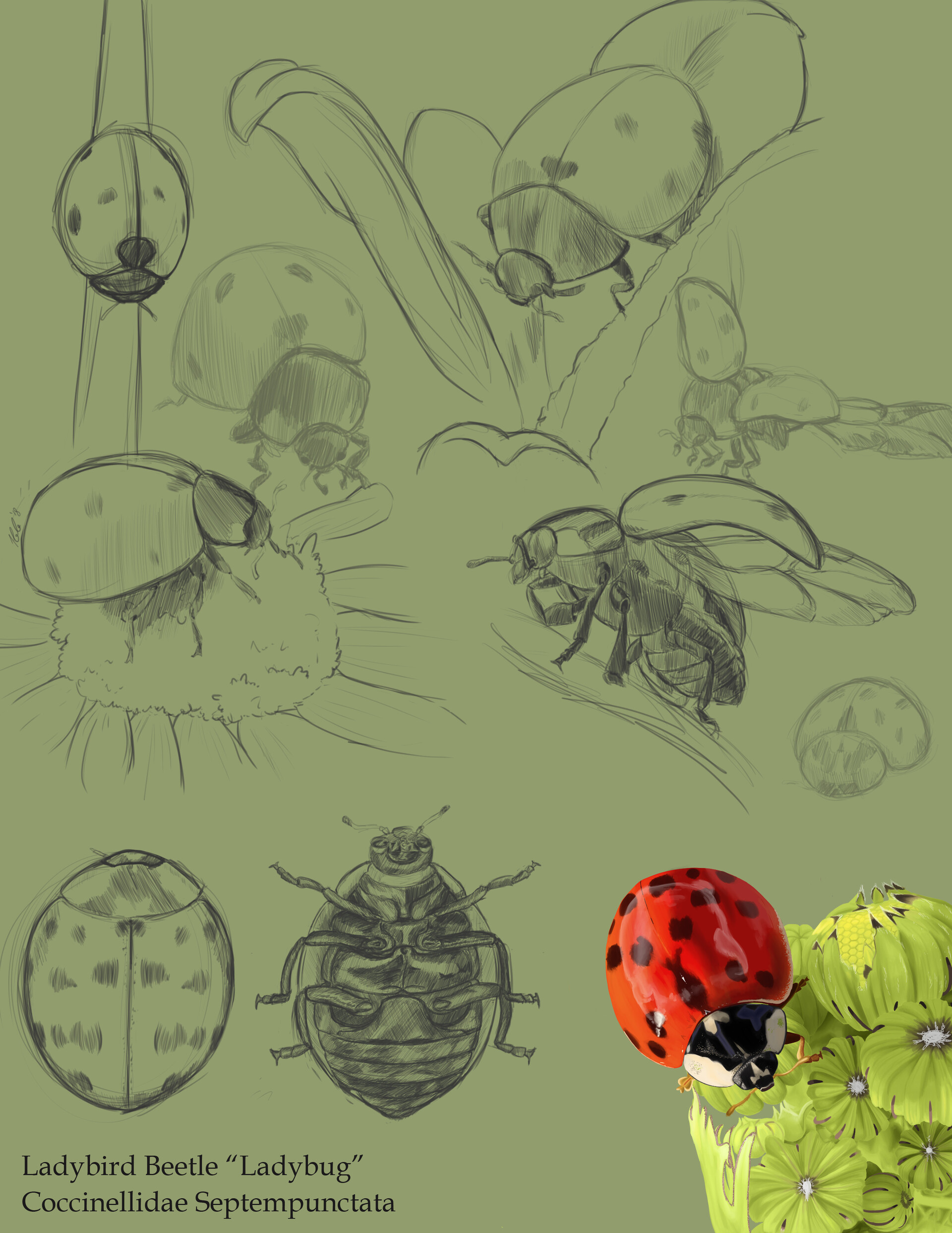 Kaitlyn Lee - Ladybug Studies