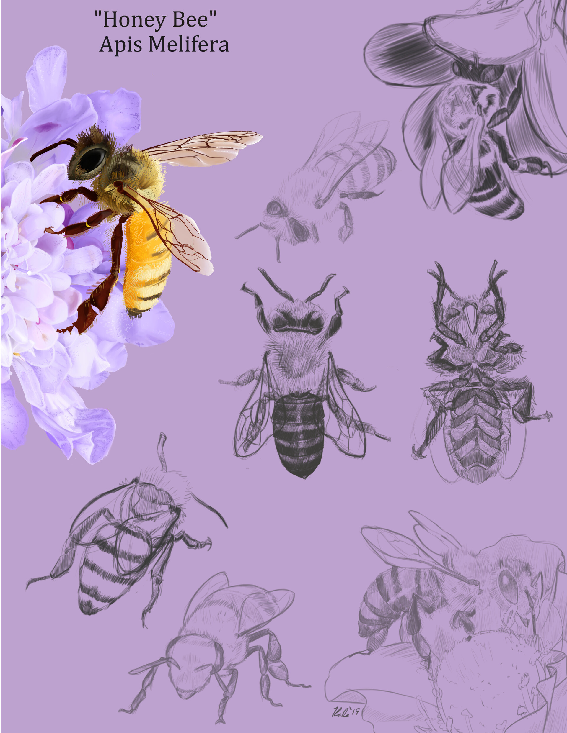 ArtStation - Honey Bee Studies