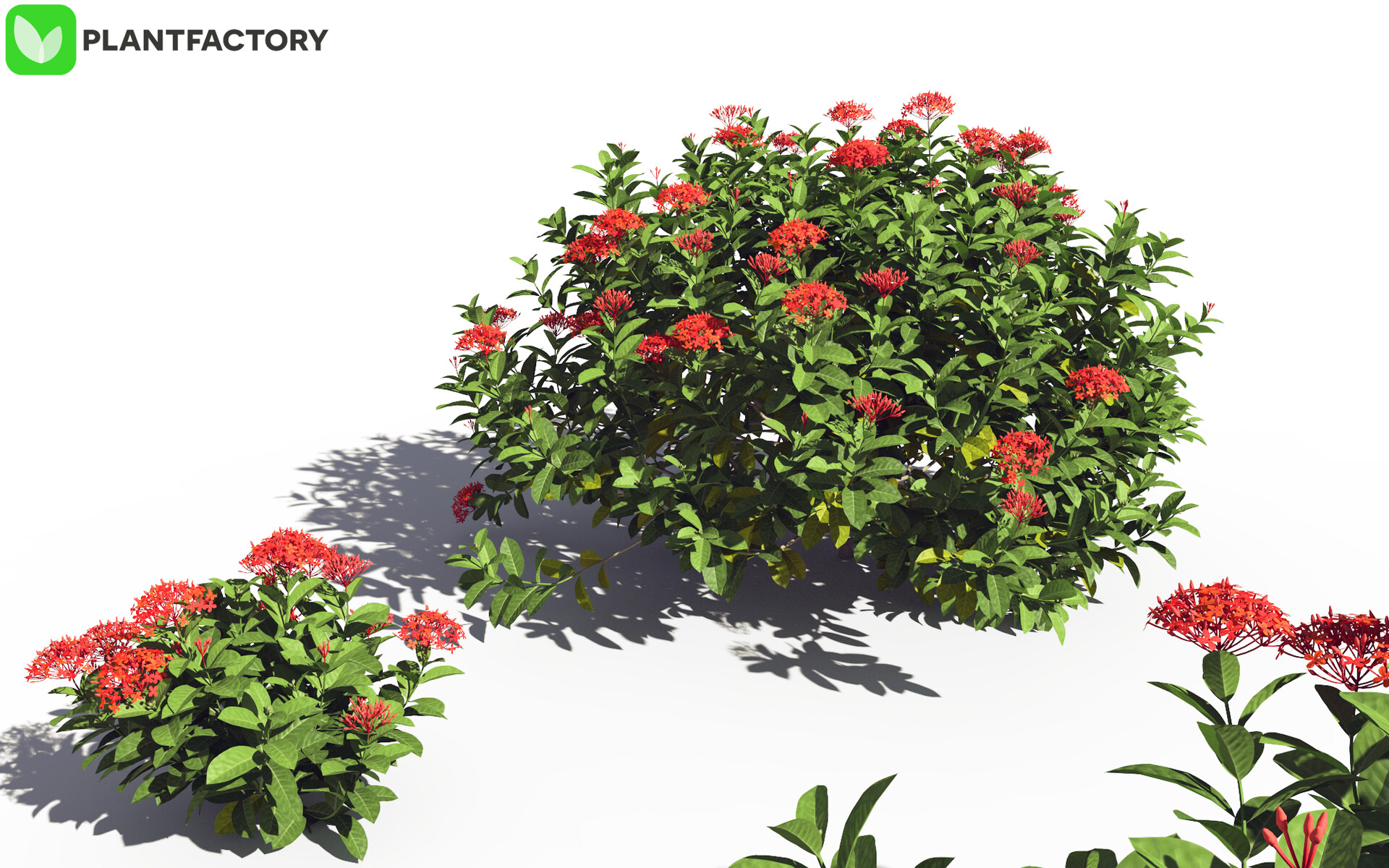 Frédéric Bec - 3D bush Ixora chinensis (Jungle geranium flame)