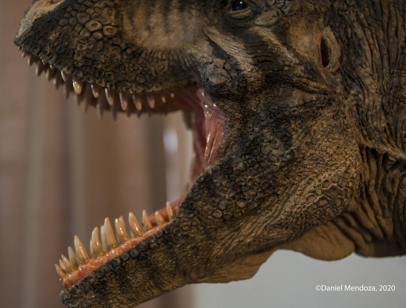 Daniel Isaac - T. Rex