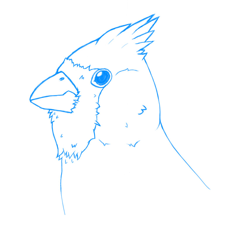 ArtStation - Cardinal Study