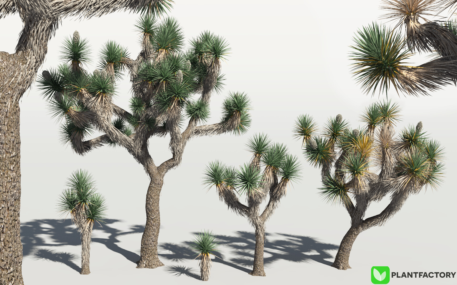 ArtStation - 3D Joshua tree (Yucca brevifolia)