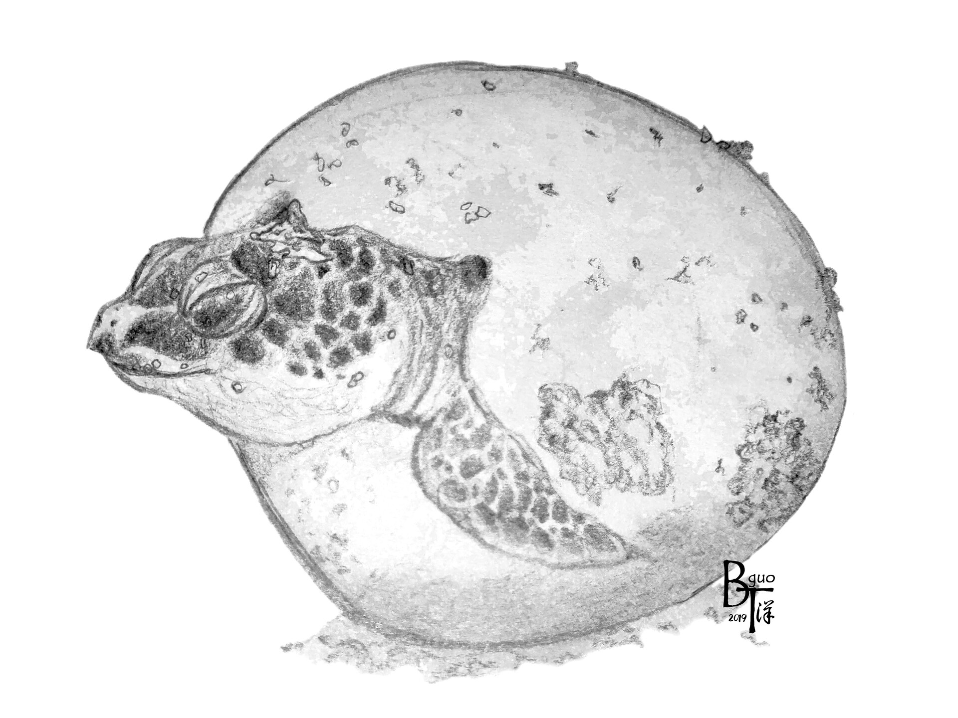 ArtStation - Sea turtle hatchling