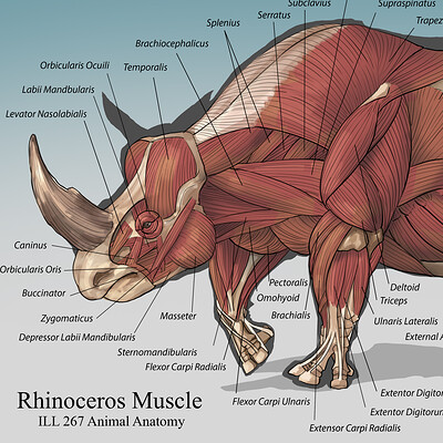 Rhino Muscle Anatomy