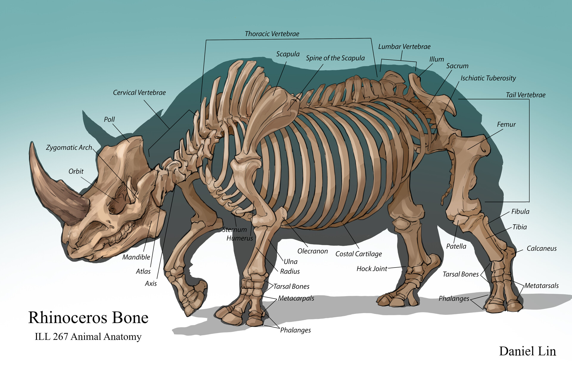 Rhino Muscle Anatomy