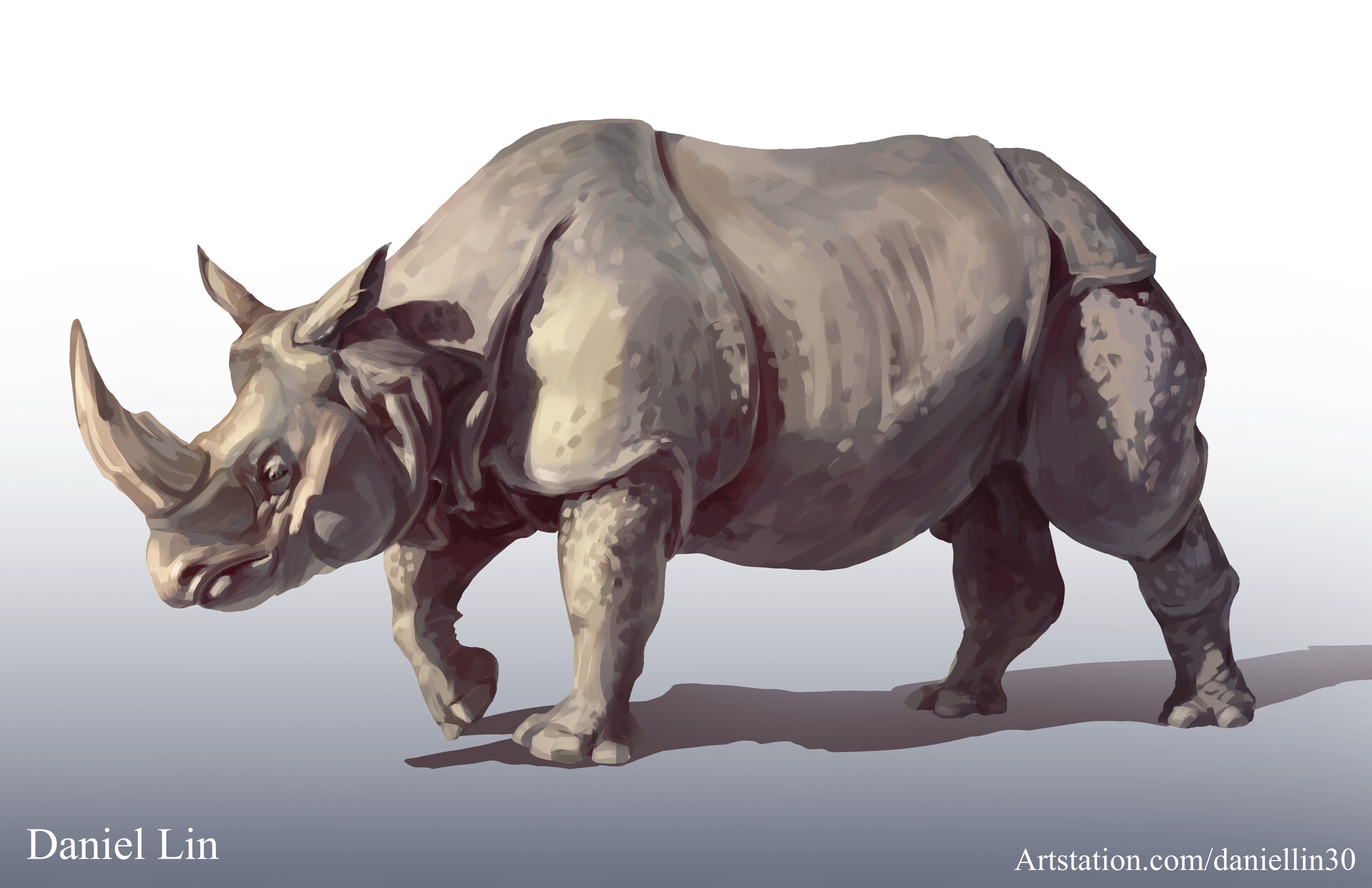 Rhino Muscle Anatomy