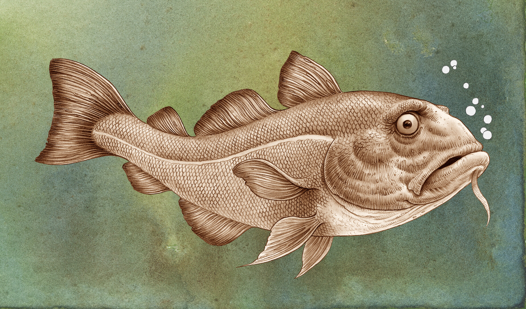 ArtStation - Somewhat Concerned Cod