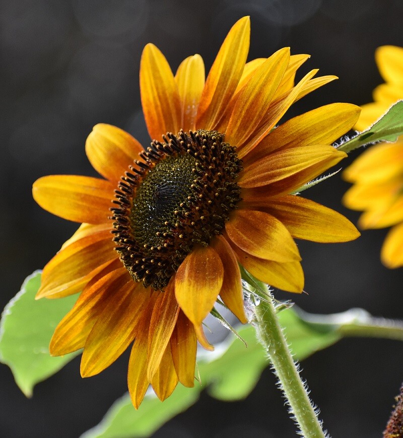 pencil colour sunflower drawing