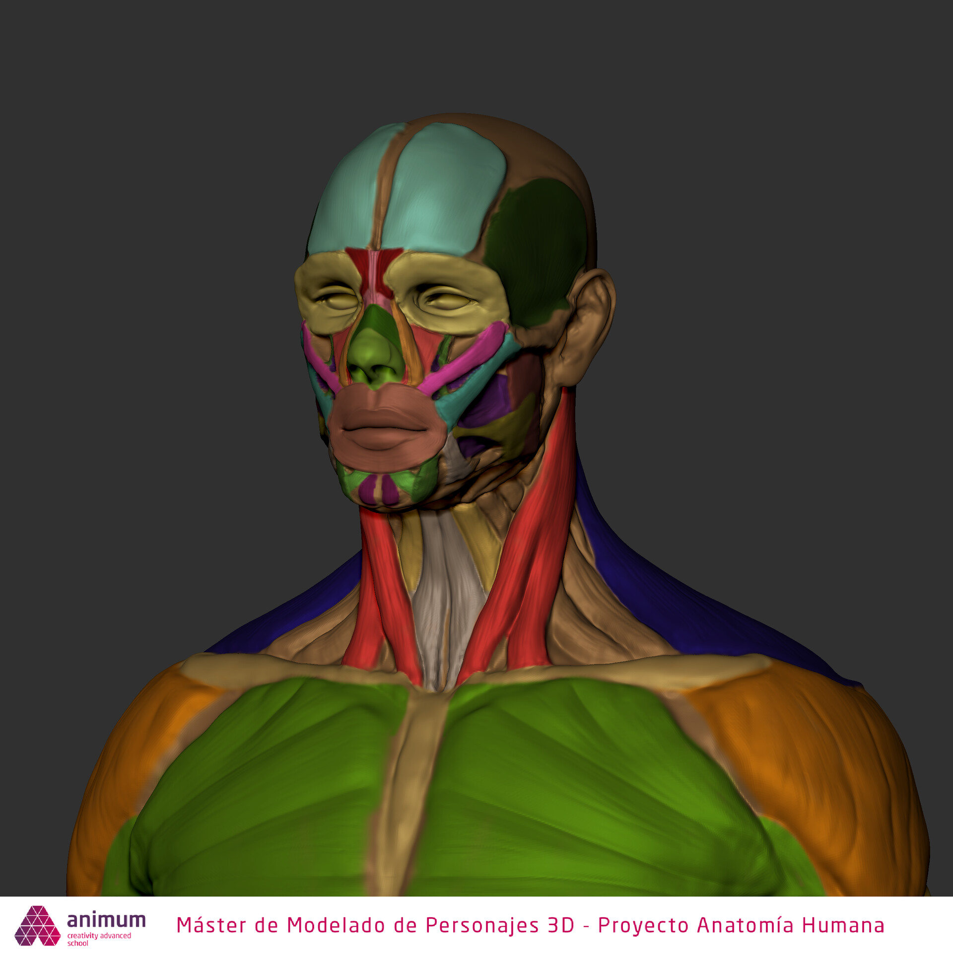 ArtStation - Écorché: Anatomical muscle study