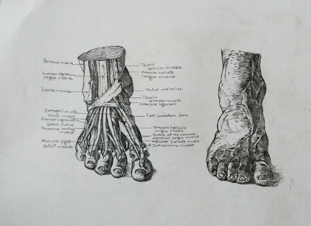 ArtStation - Anatomy study of the foot
