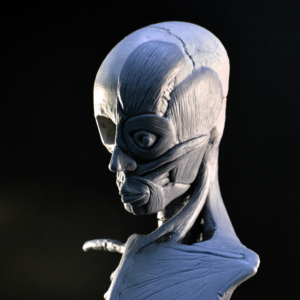 ArtStation - Anatomy: Human Bust
