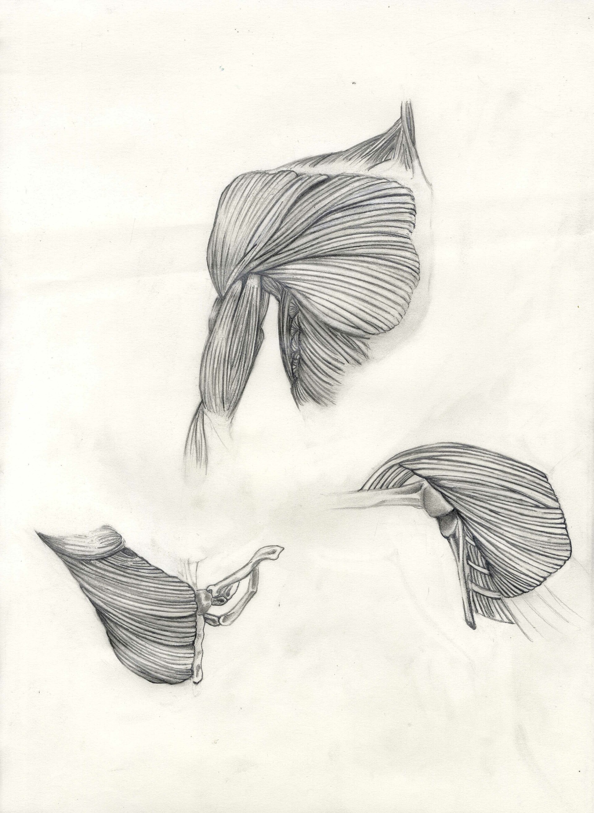 ArtStation - Anatomy