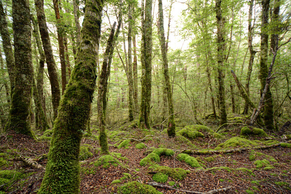 💡Adriano Grasso 💡 - Redwood Collection - Relighting - LOTR