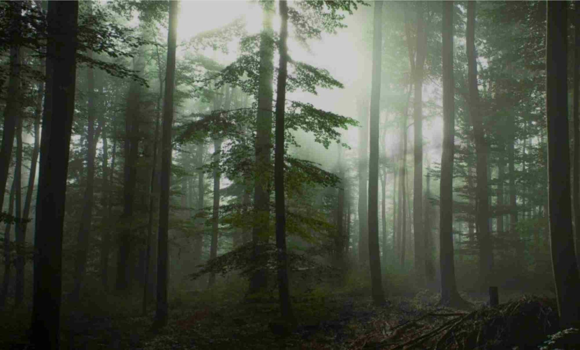 ArtStation - Real Shadow people