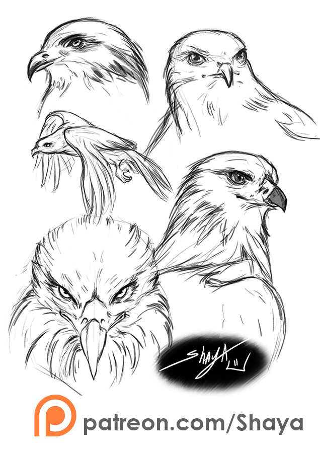 ArtStation - Eagles study =]