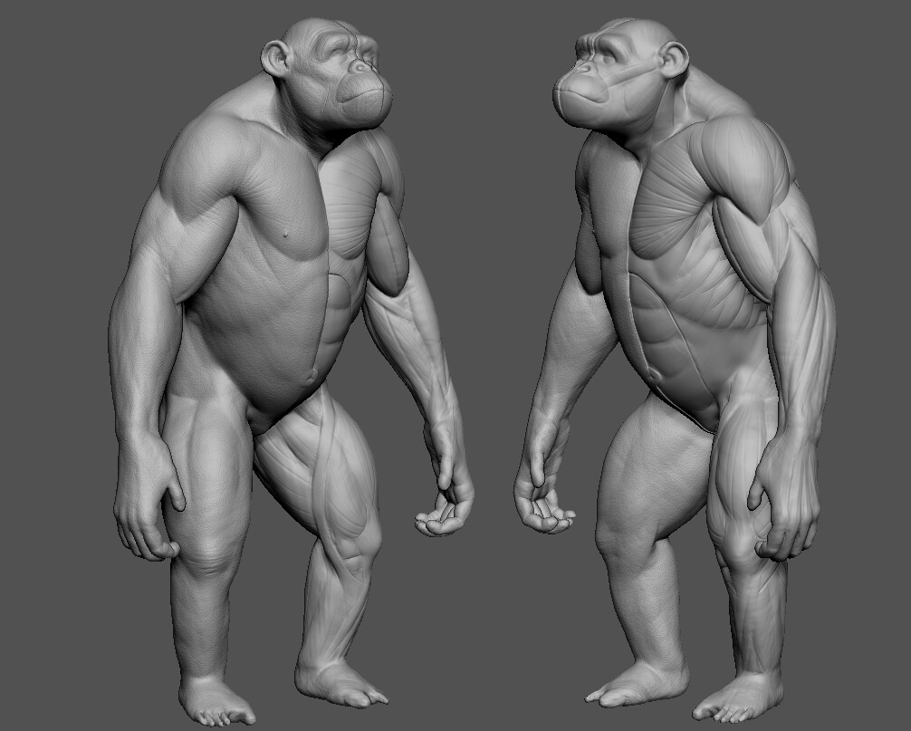 Female Chimpanzee Anatomy