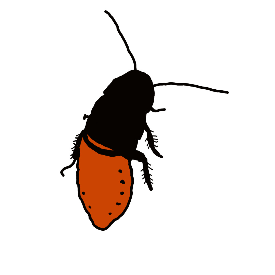 ArtStation - sketchbook / insect / madagascar hissing cockroach
