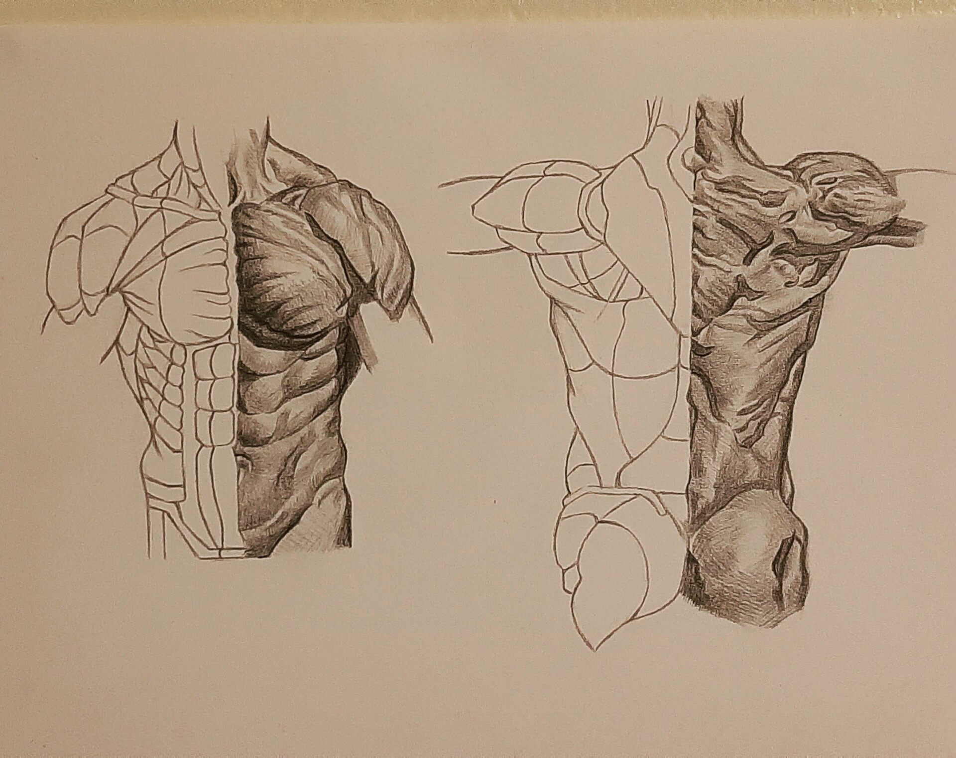 ArtStation - Torso front and back