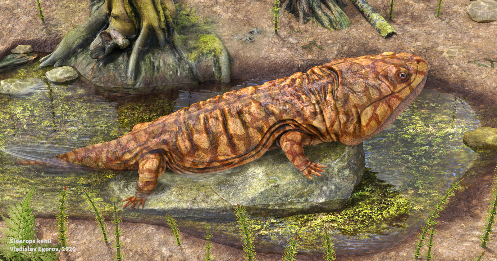 Vladislav Egorov - Siderops kehli