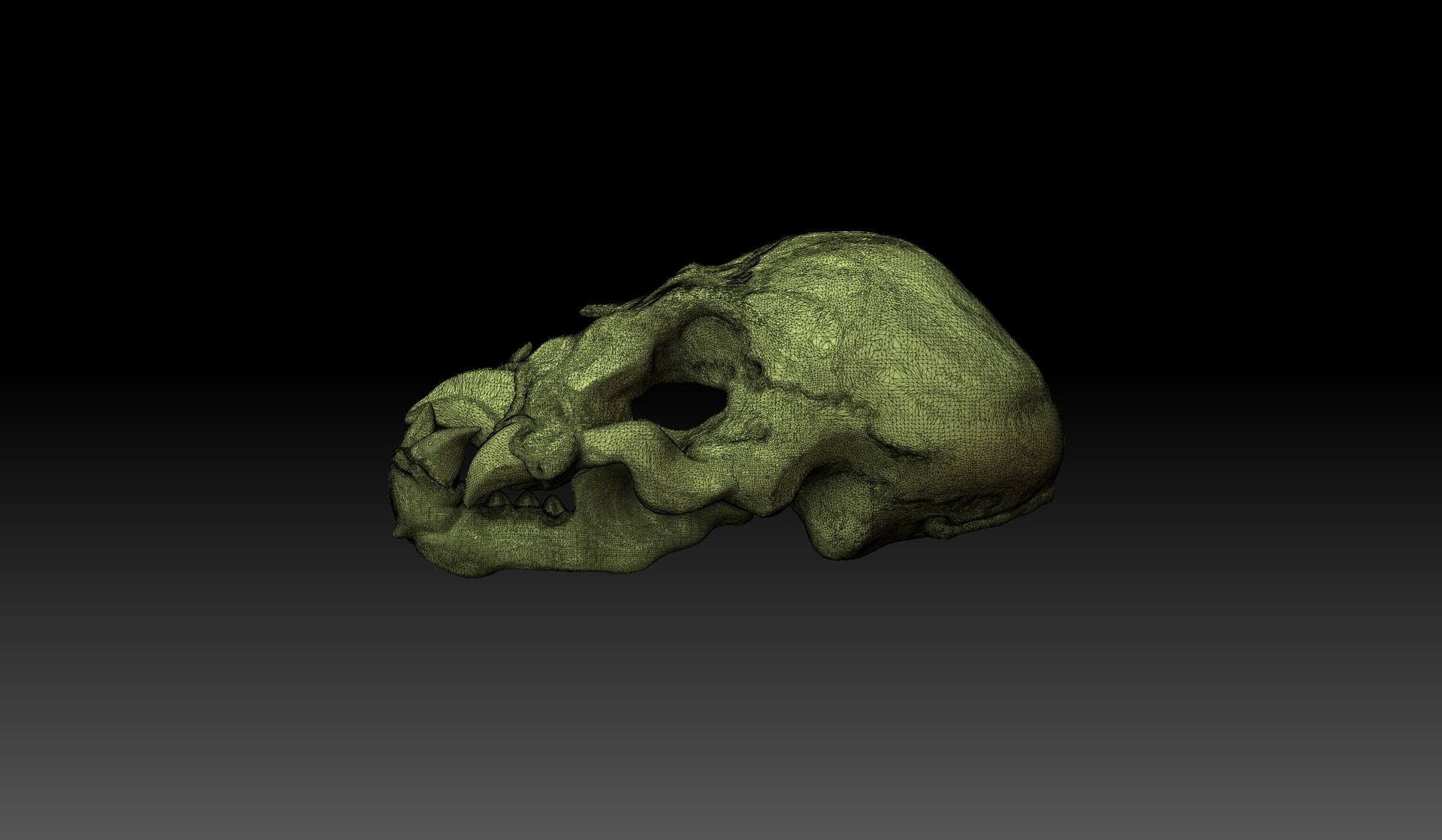 vampire bat skull side view