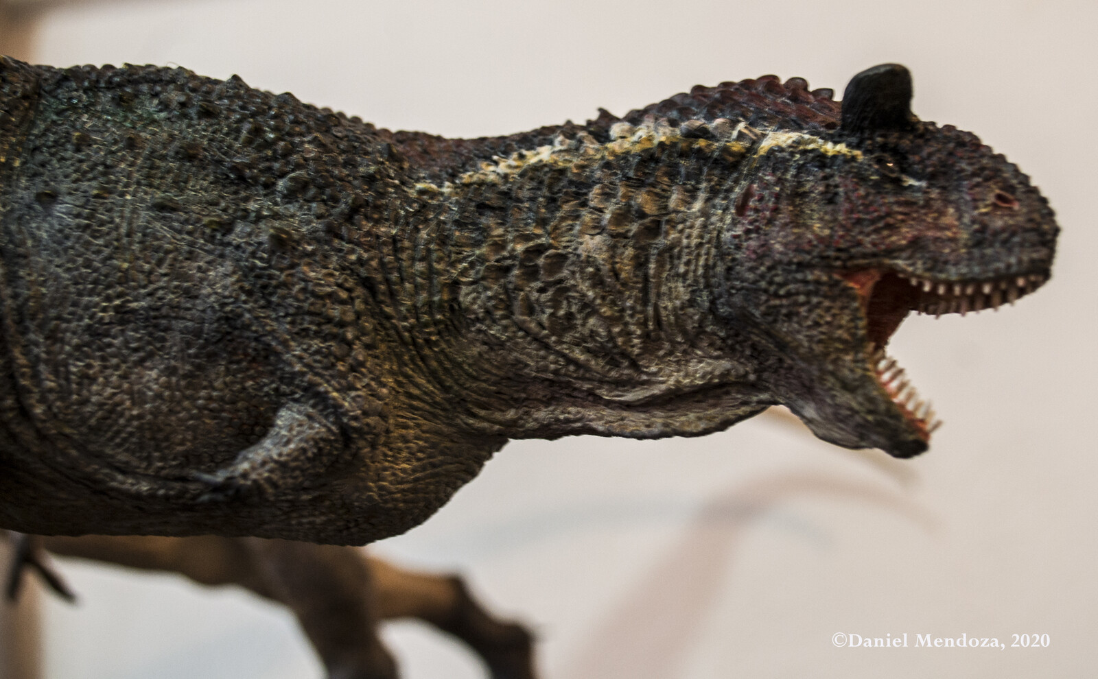 Daniel Isaac - Carnotaurus sastrei sculpture