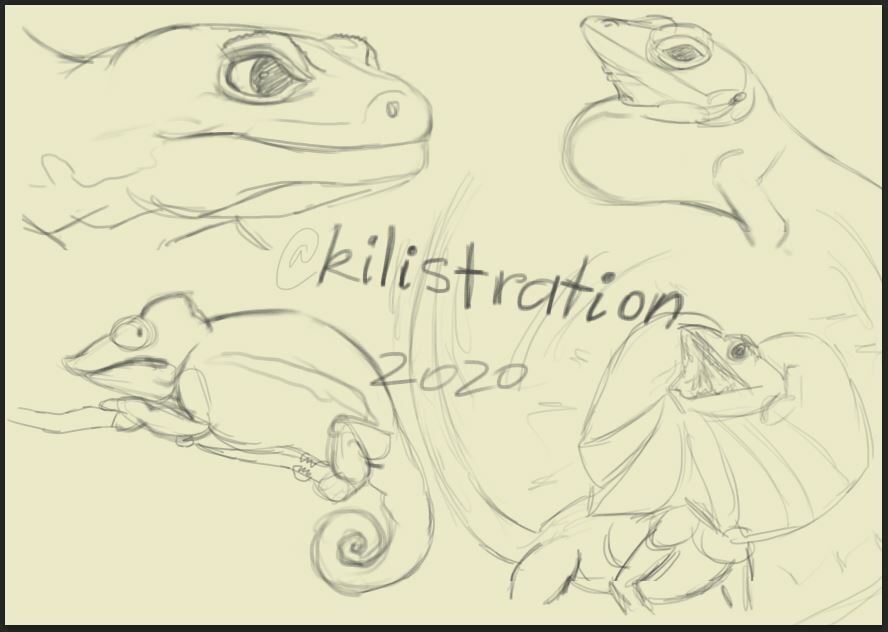 gecko drawing reference