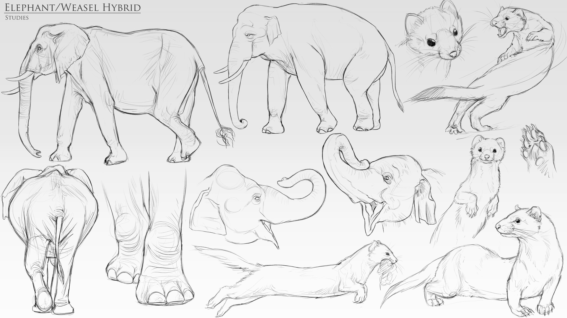 weasel drawing reference