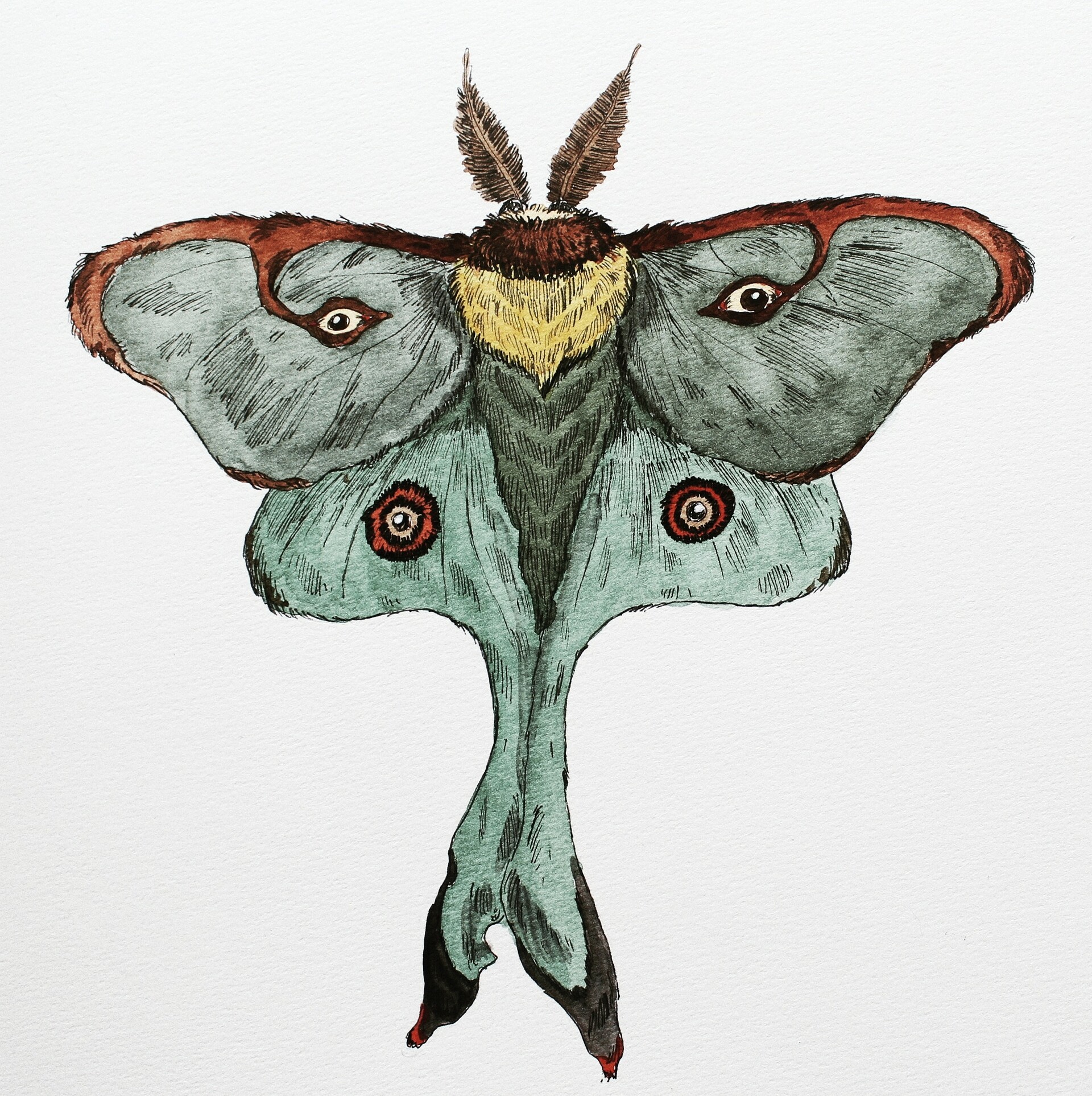 ArtStation - Luna moth