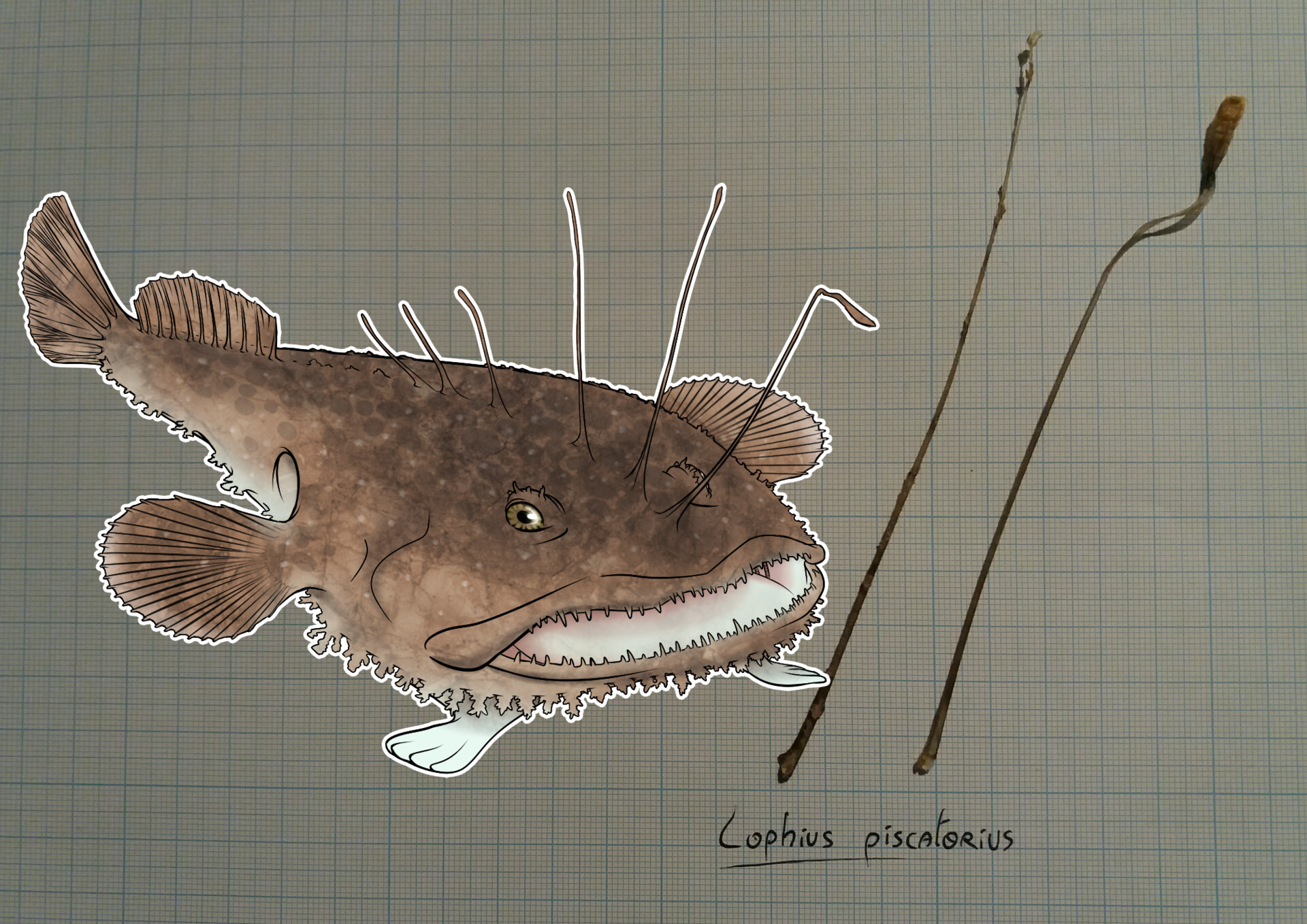 ArtStation - Lophius piscatorius