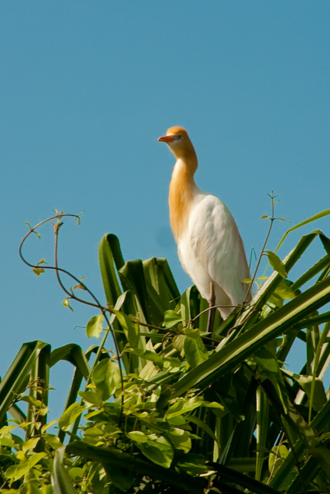 Neha Gupta - Birds and Animals