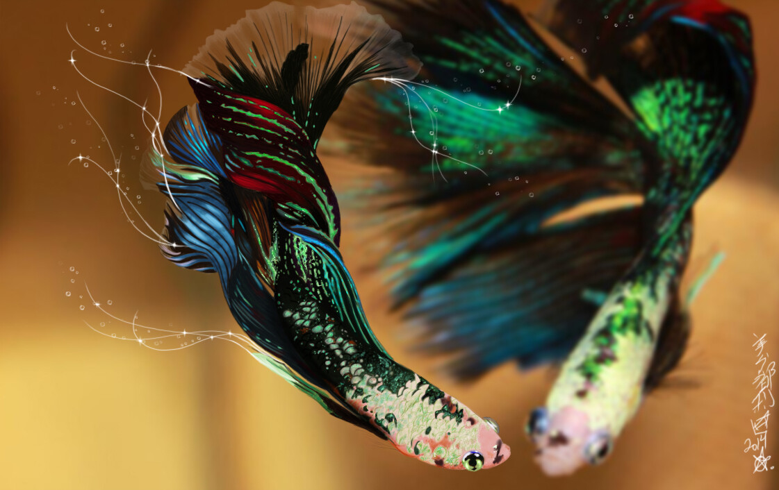 ArtStation - Fancy Betta Fish