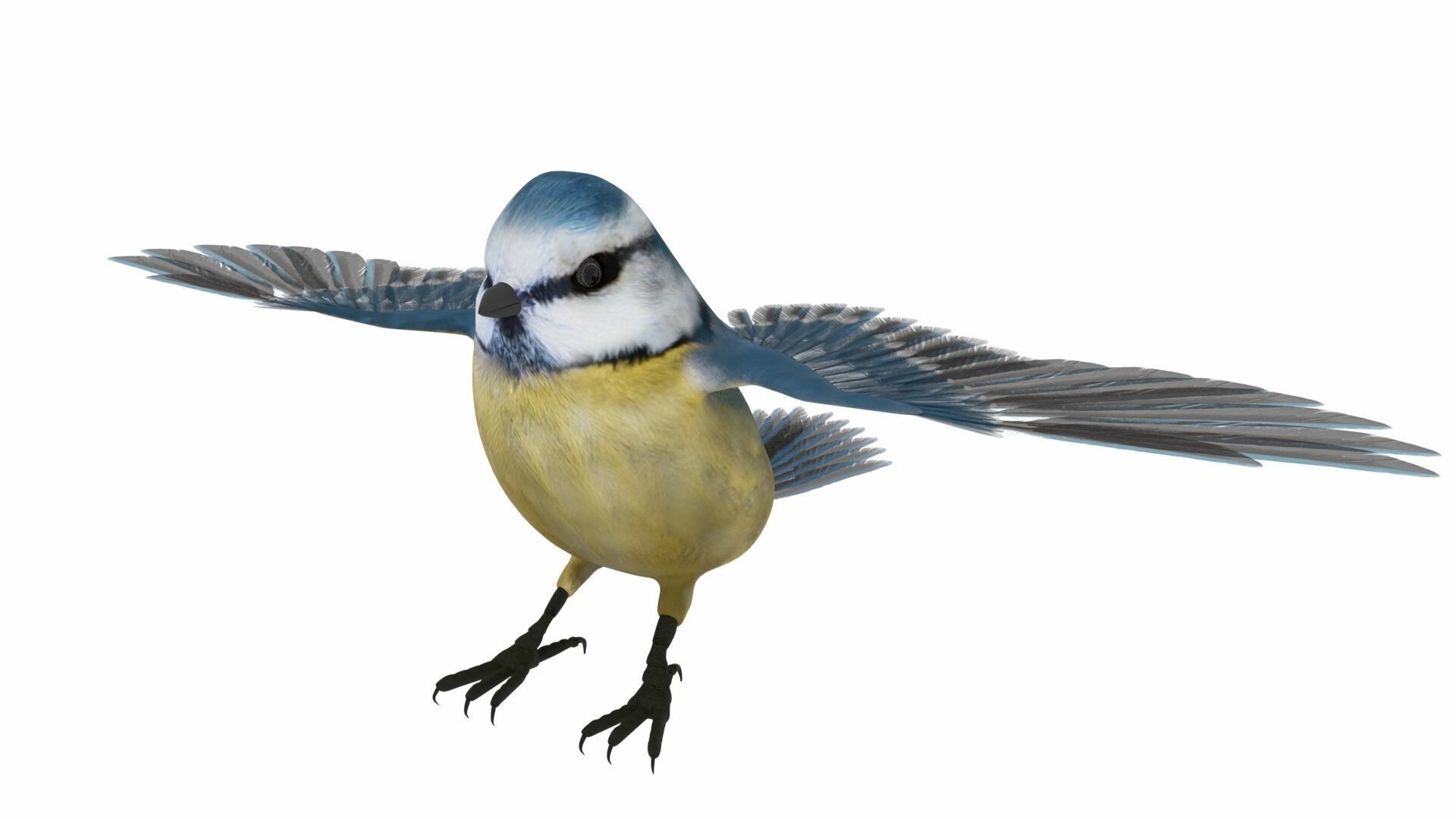 ArtStation - Blue tit