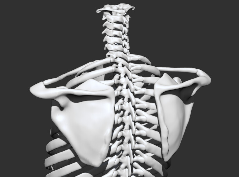 Mark Klein-Horsman - Skeleton Anatomy