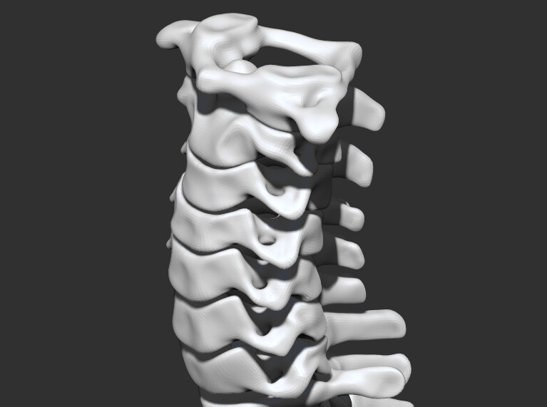Mark Klein-Horsman - Skeleton Anatomy