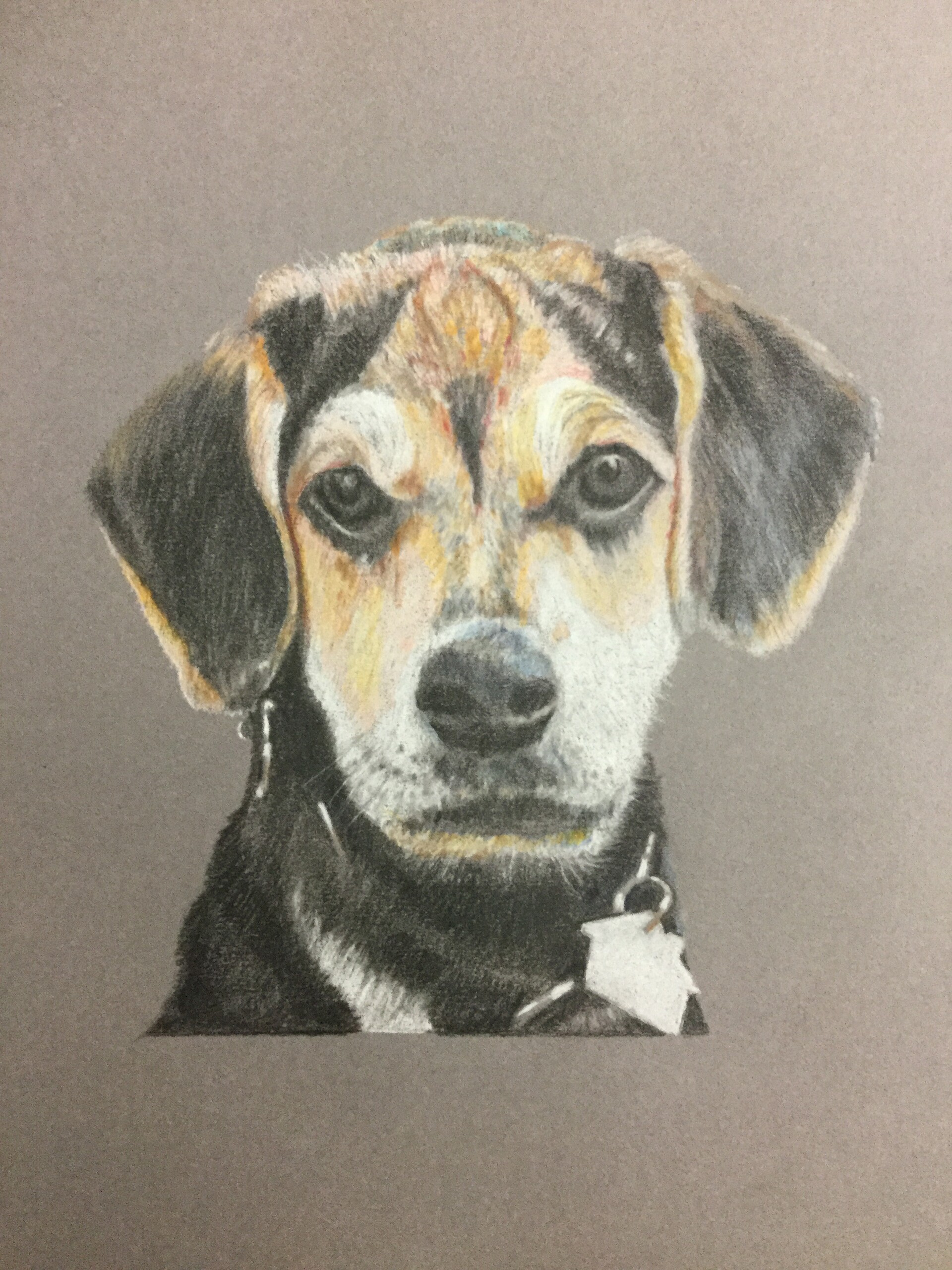 ArtStation - Pencil crayon of a dog