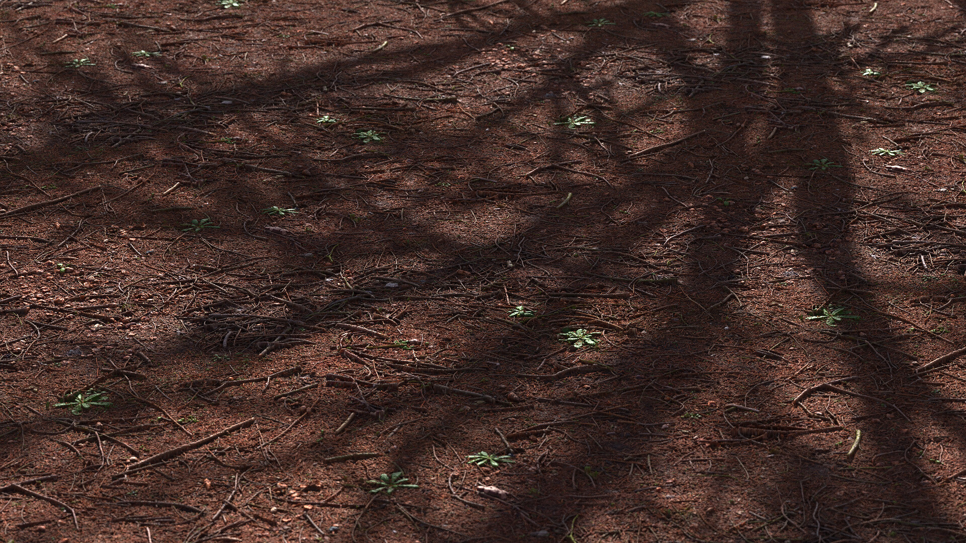 3D Scanned Textures - Leaves and Pine Forest Textures | Photoscanned