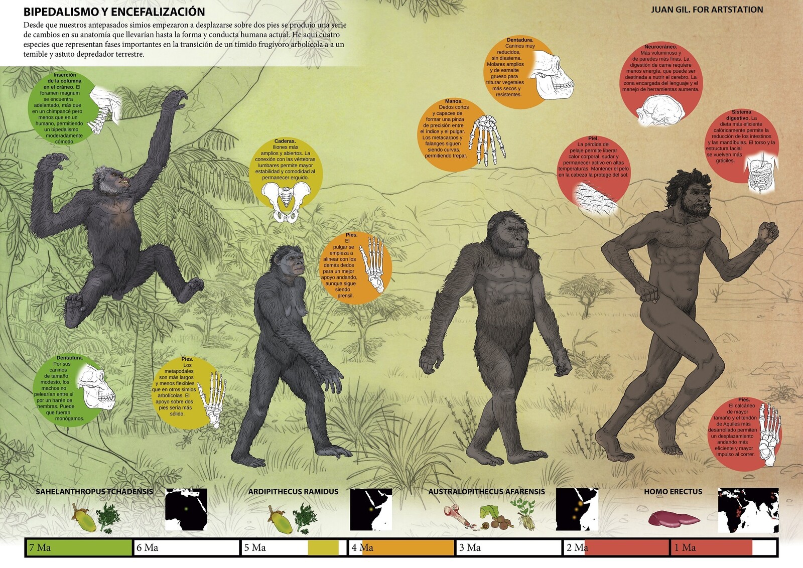 Juandertal - Class project, human evolution infographic.