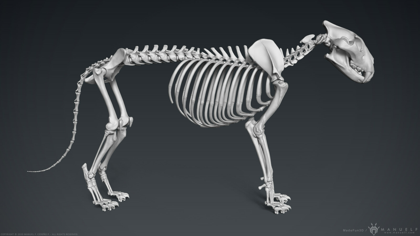Manuel F. Cedeño - Lion Skeleton Sculpture