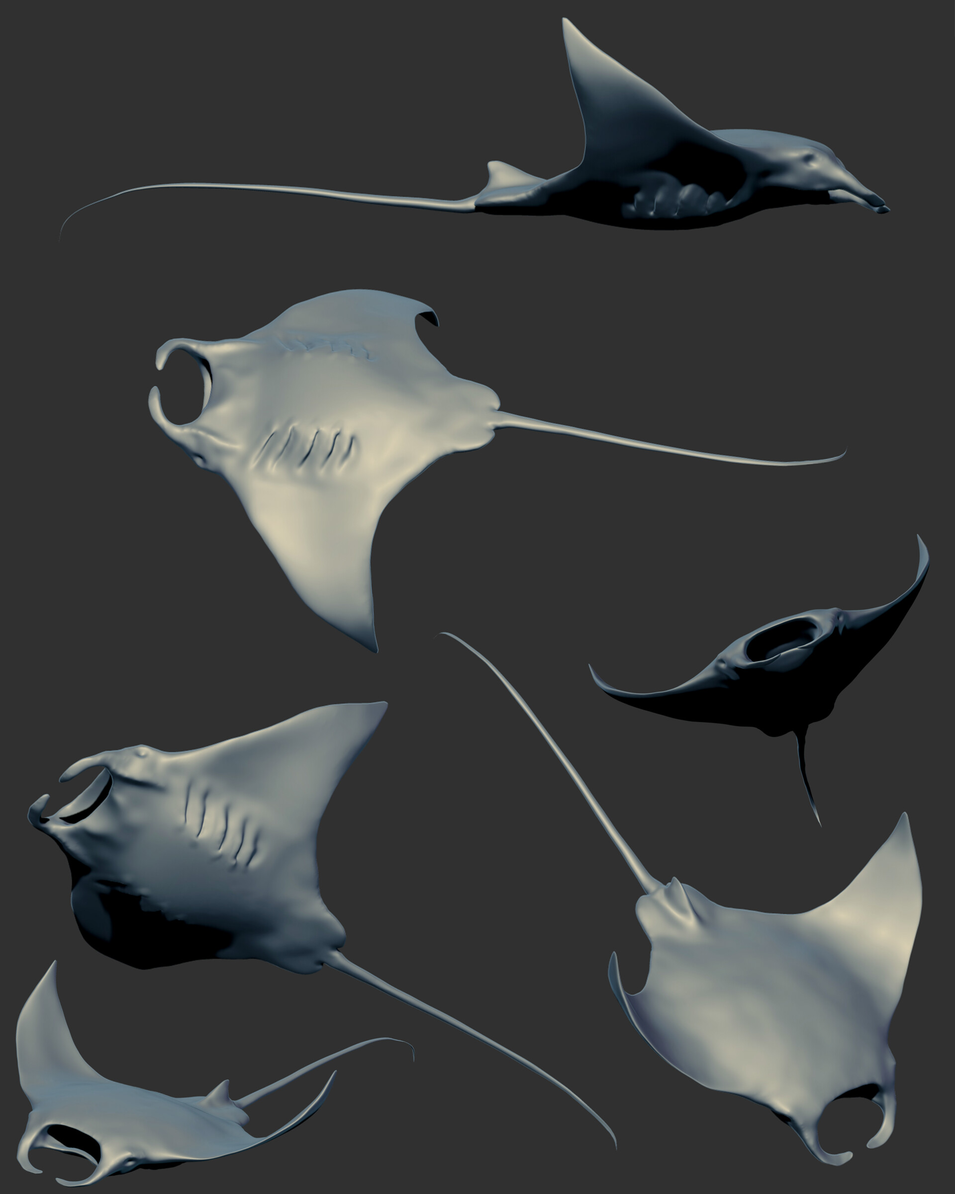 ArtStation - Manta Ray Form Study