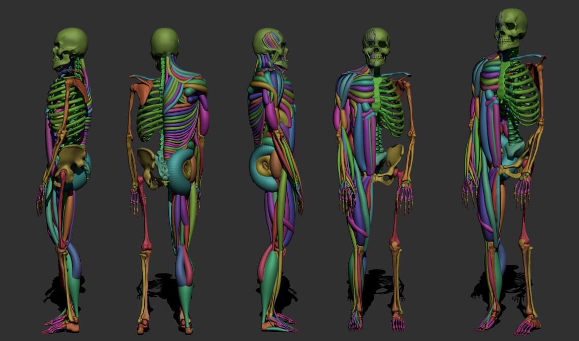 ArtStation - Studying the Anatomy