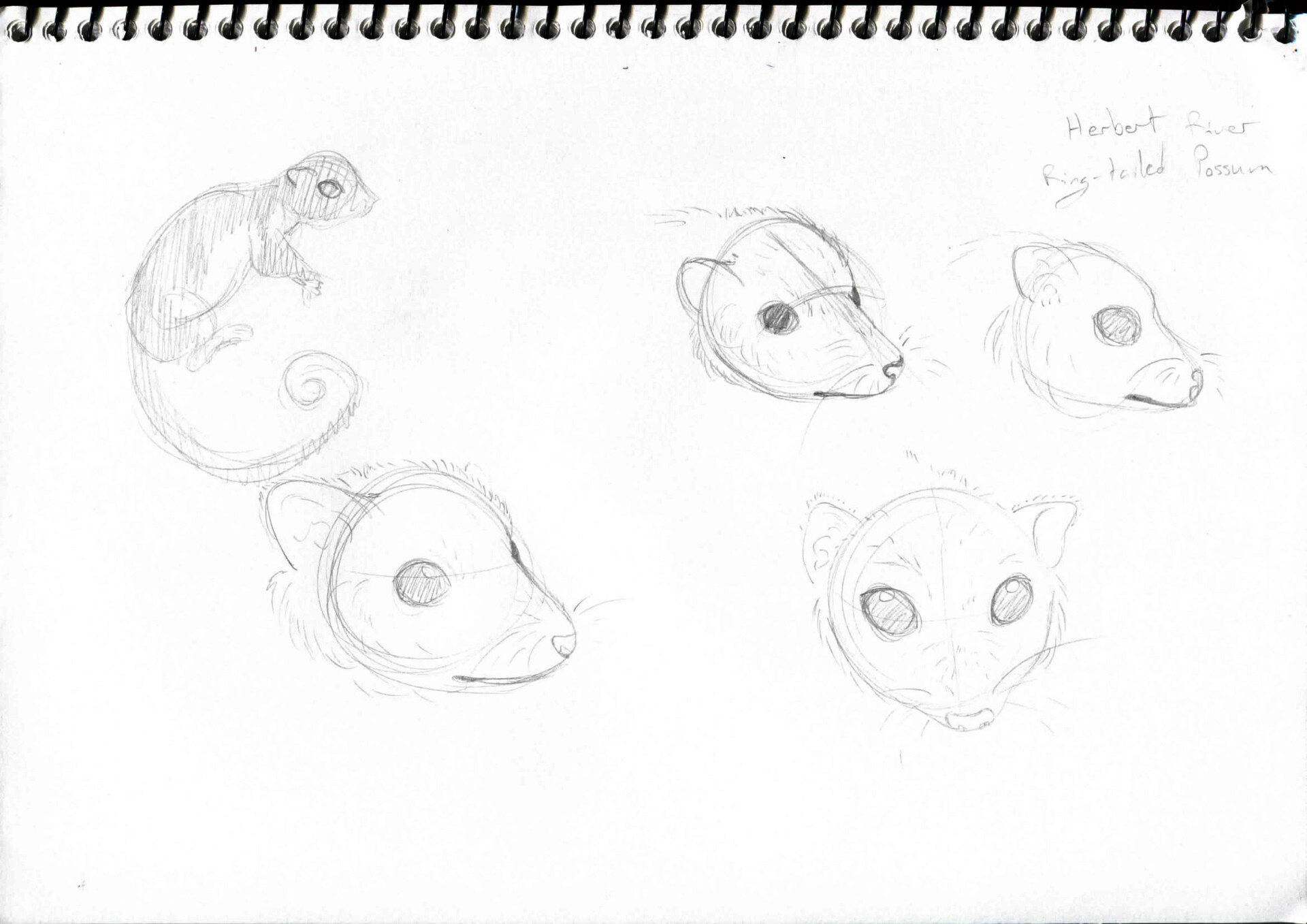 Laura Jayne - Museum Drawings