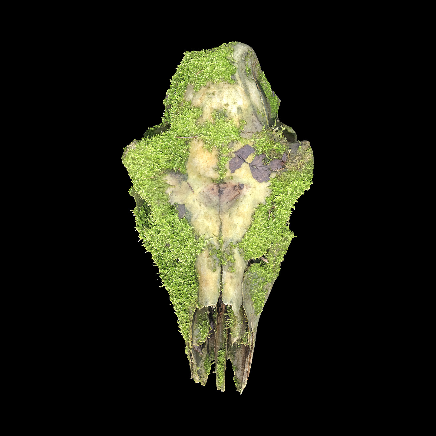 Alexandr Khodzko - Moss-covered skull (photogrammetry model)