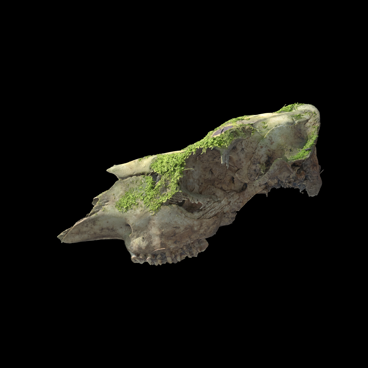 Alexandr Khodzko - Moss-covered skull (photogrammetry model)
